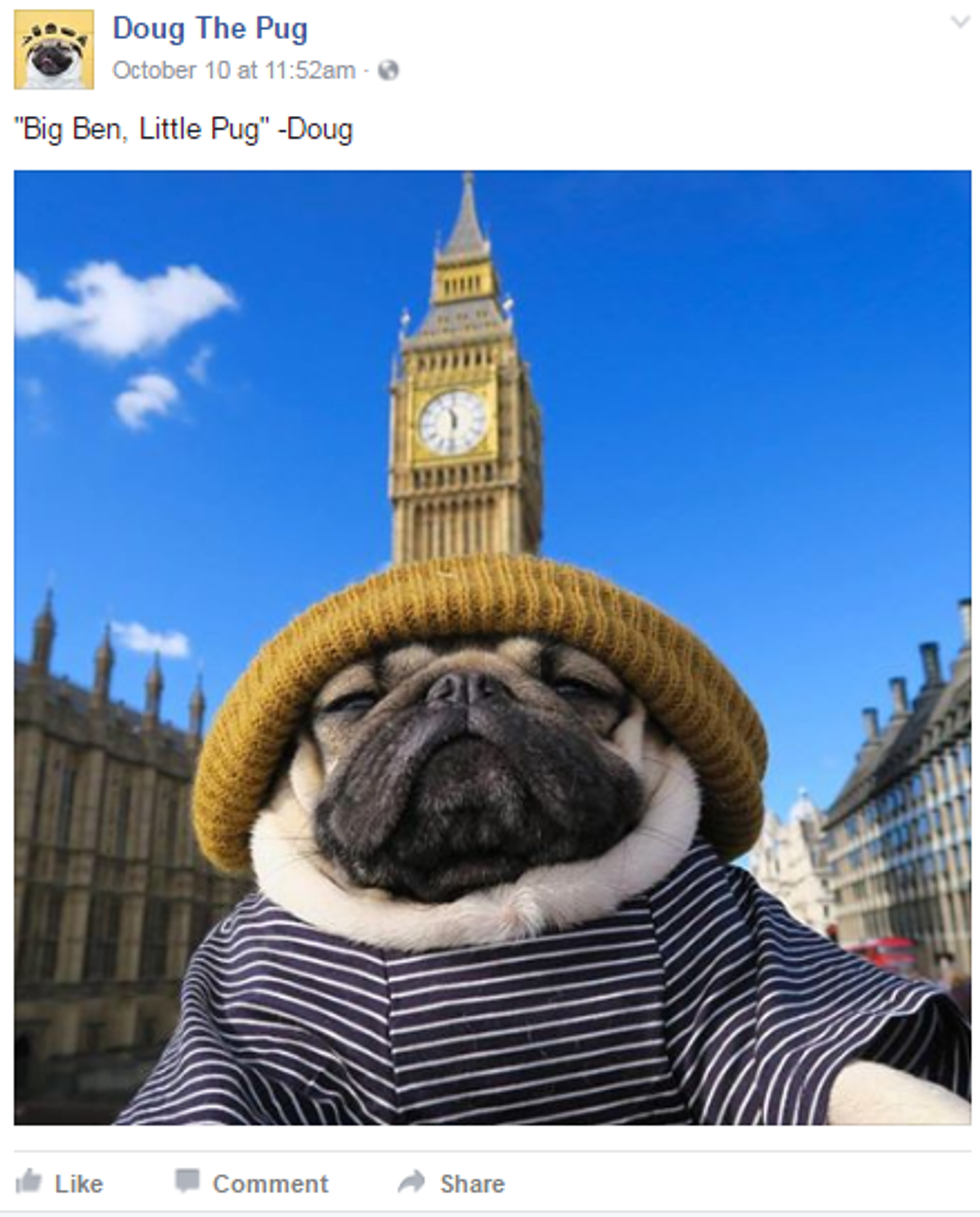 Why A Pug Should Be The Next President