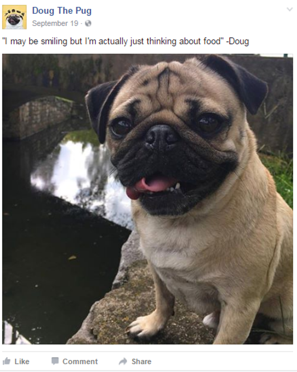 Why A Pug Should Be The Next President