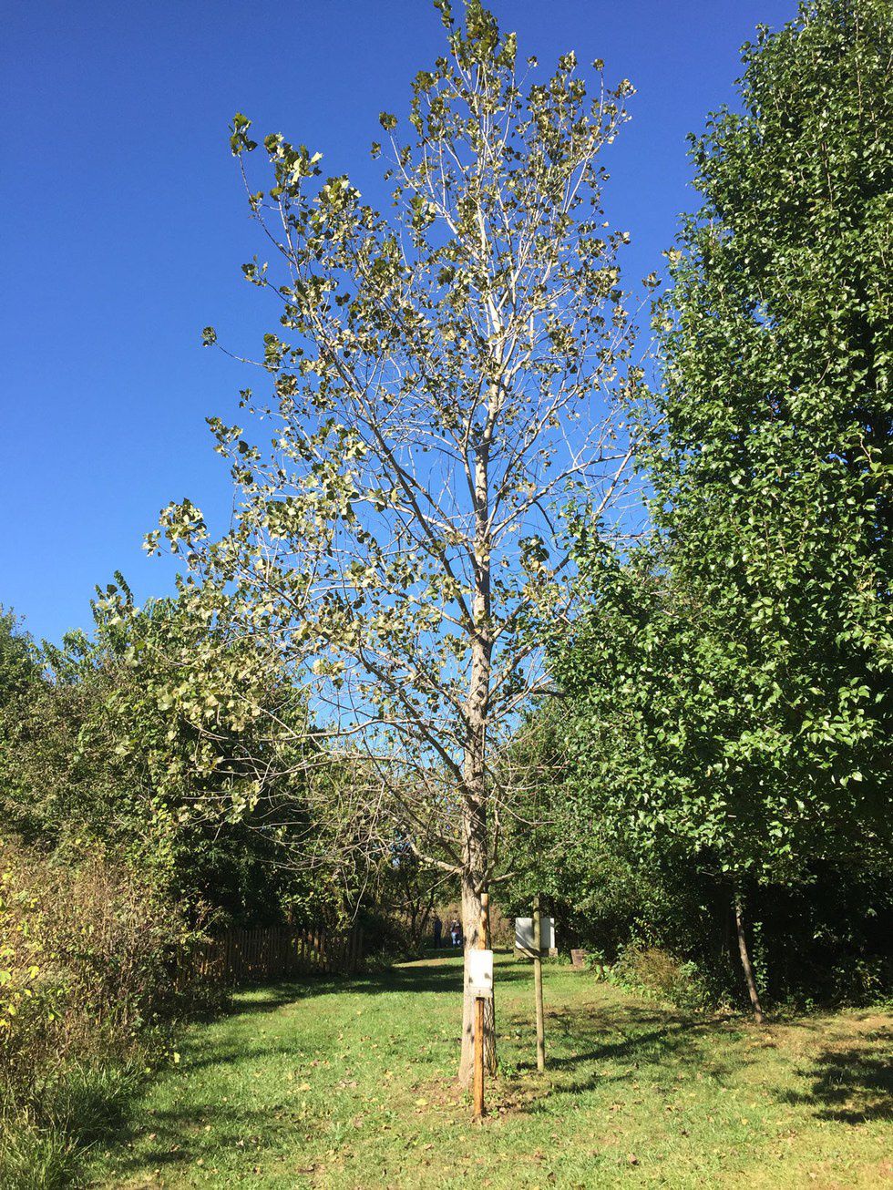 Walt's Dreaming Tree: Where The Magical World Of Disney Began