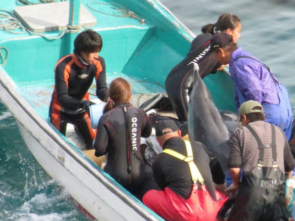 Gruesome Dolphin Hunt in Taiji, Japan