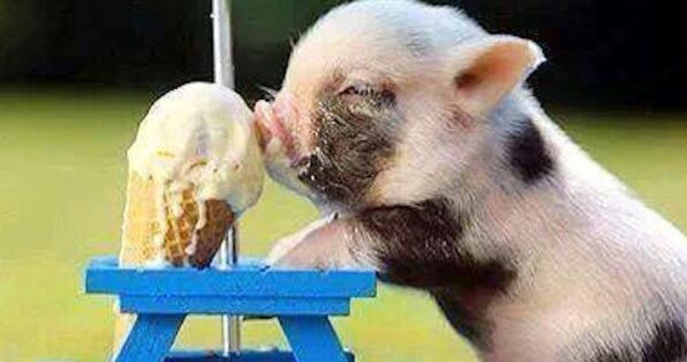 Animals Doing People Things