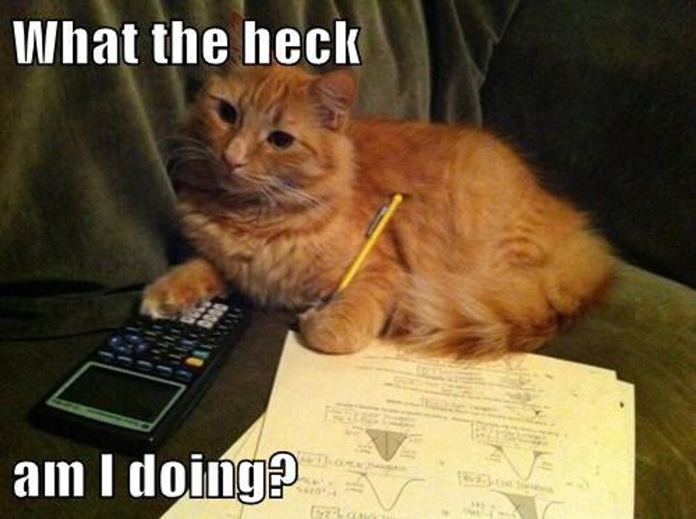 Cat Memes To Get You Through Finals