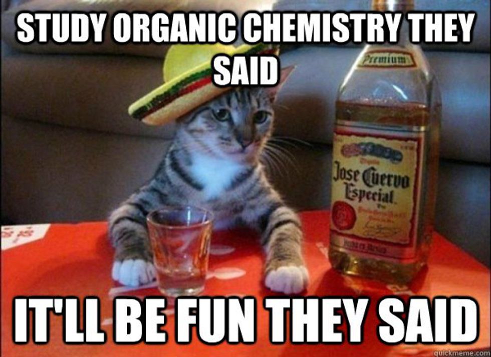 Cat Memes To Get You Through Finals