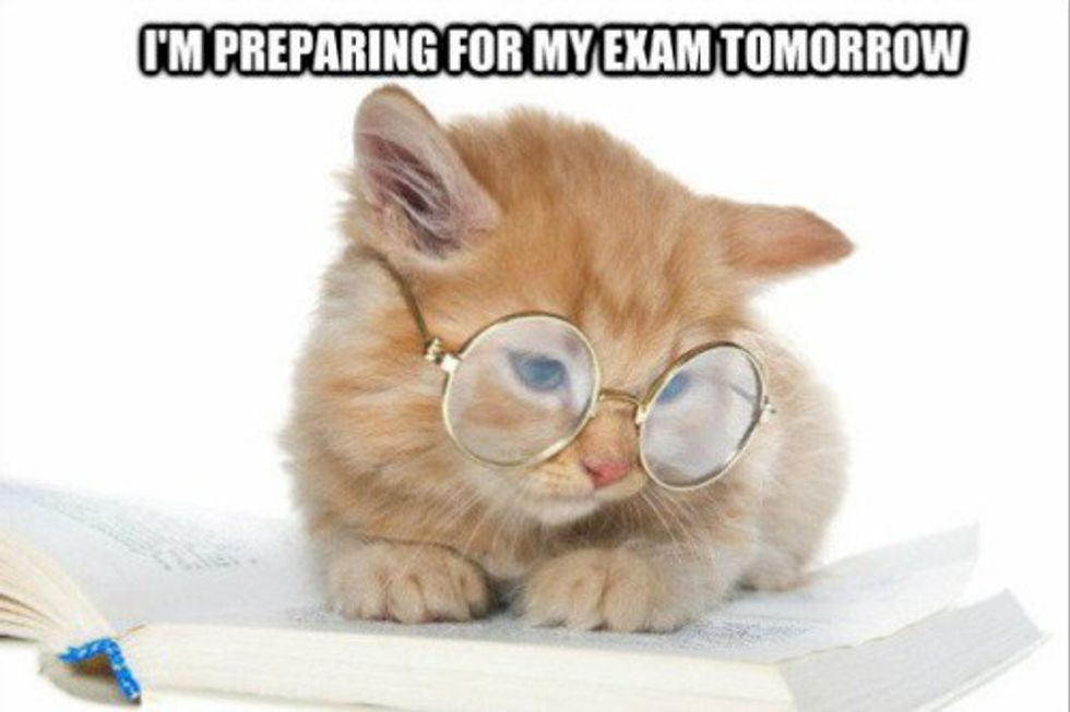 Cat Memes To Get You Through Finals