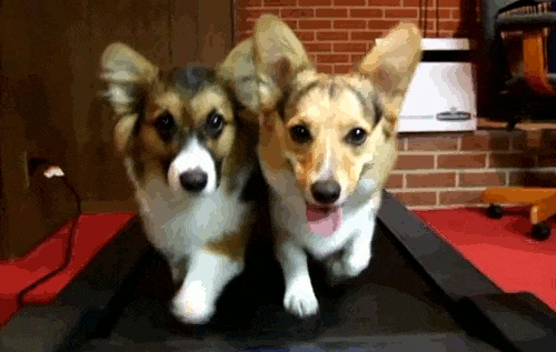 10 Cute Puppy Gifs You NEED to See This Finals Week