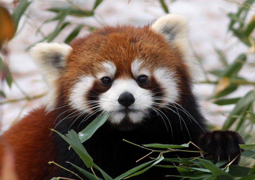 Six Reasons To Love The Red Panda Six Reasons To Love The Red Panda