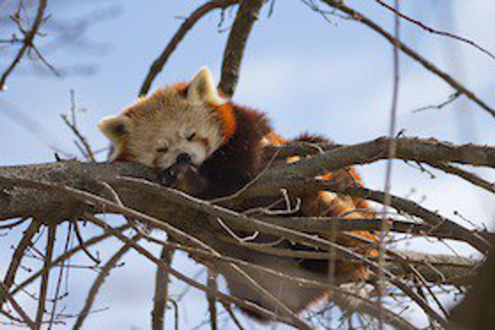 Six Reasons To Love The Red Panda