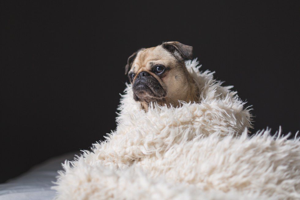 9 Reasons Why Pugs Are Incredibly Awesome
