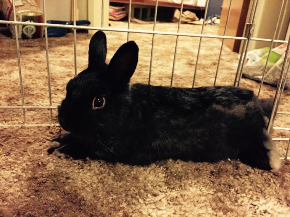 Why Bunnies Are Awesome