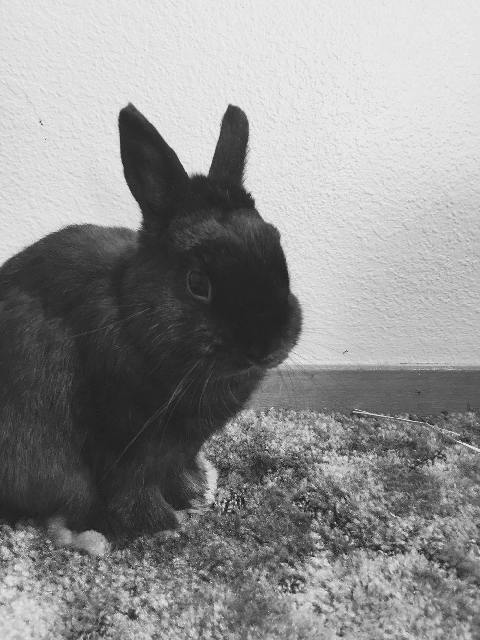 Why Bunnies Are Awesome