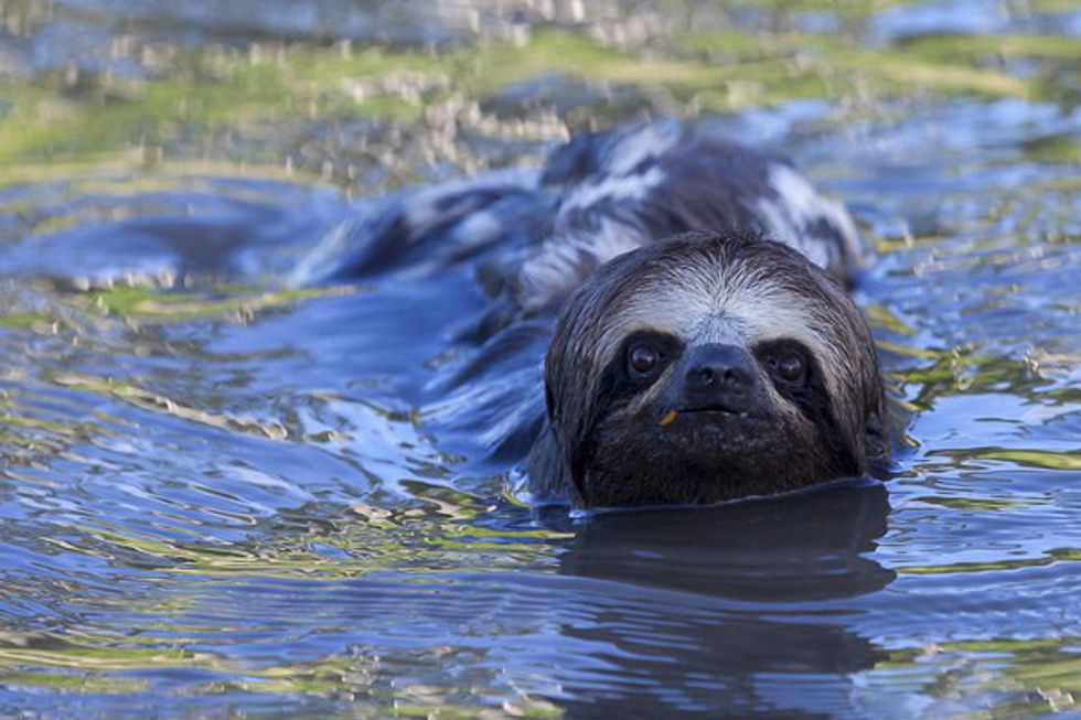 10 Reasons Three-Toed Sloths are Spectacular