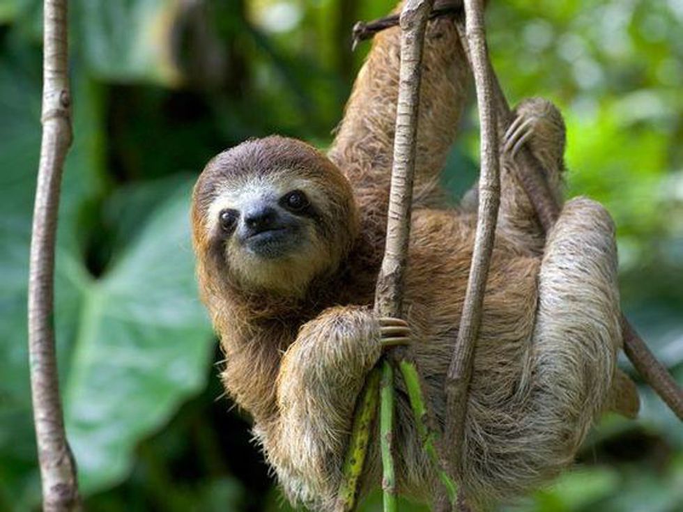 10 Reasons Three-Toed Sloths are Spectacular