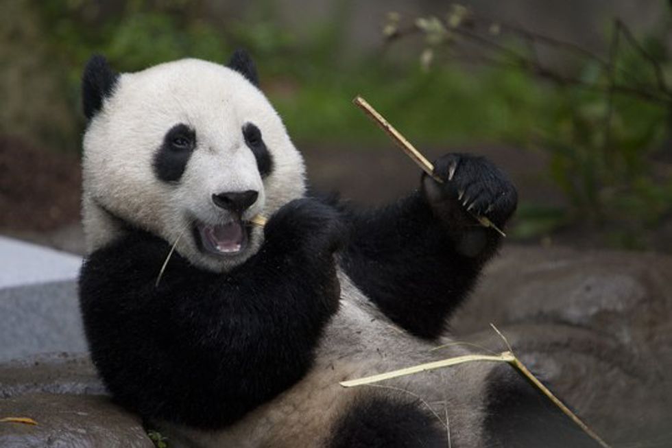 25 Happy Animals to Make You Happy