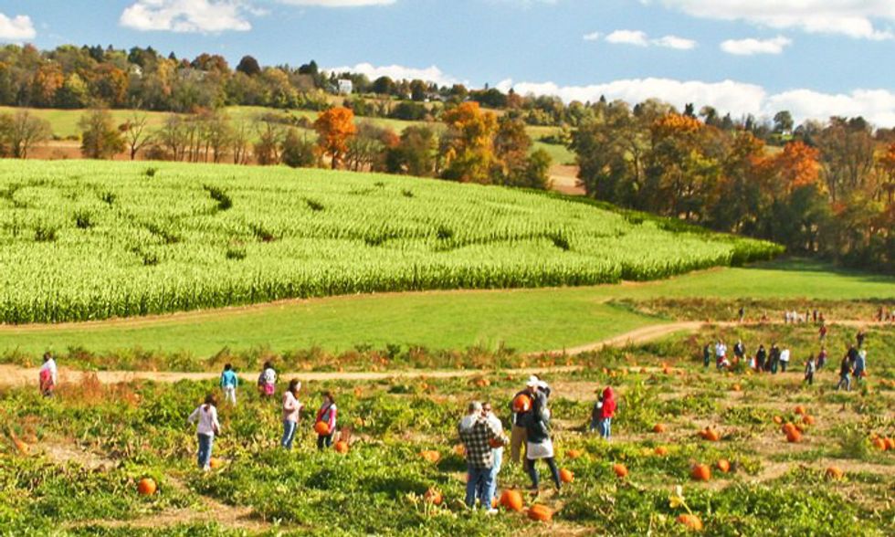 Top 10 Pumpkin Patches In The U.S.
