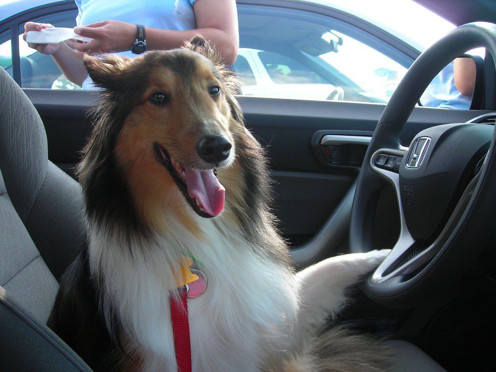 Meet Shiloh The Sheltie