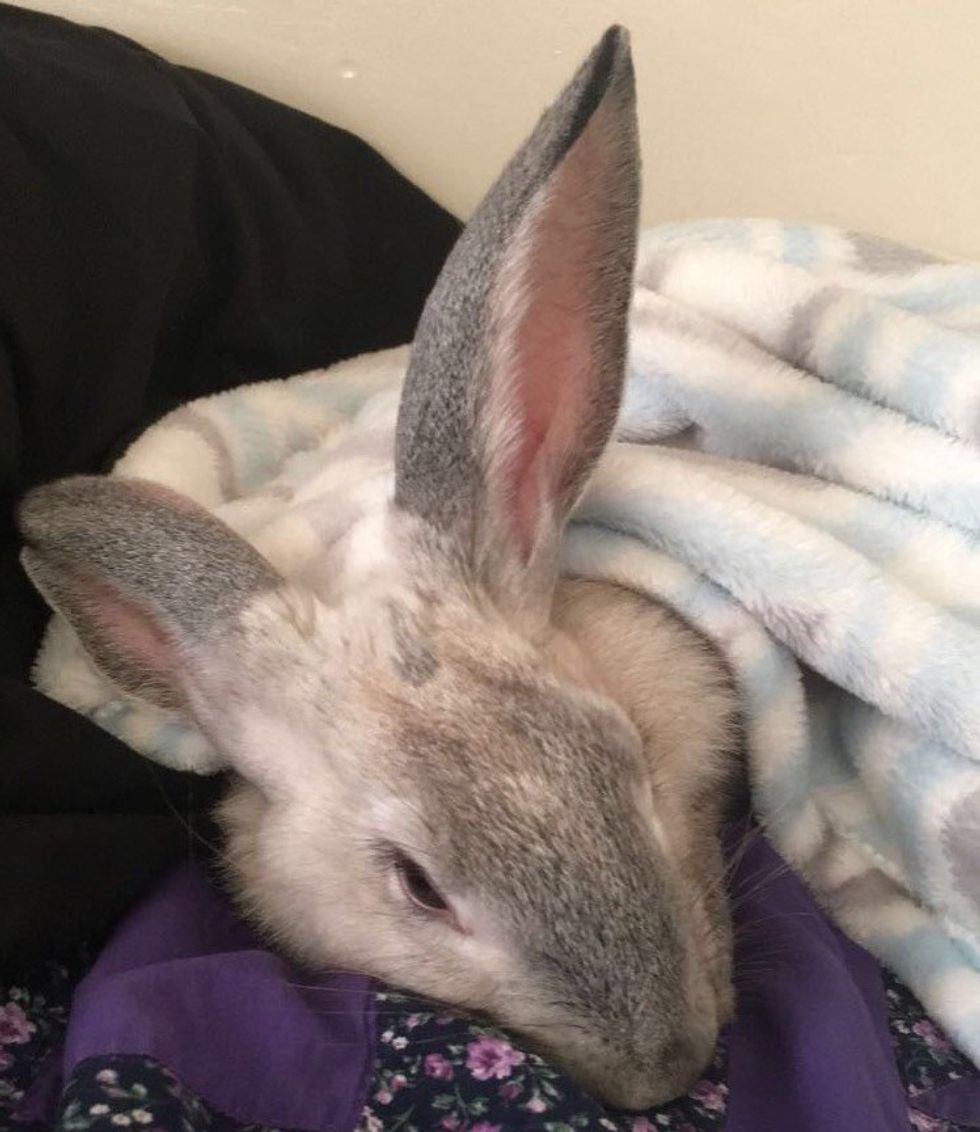 12 Things I Learned From My Therapy Rabbit