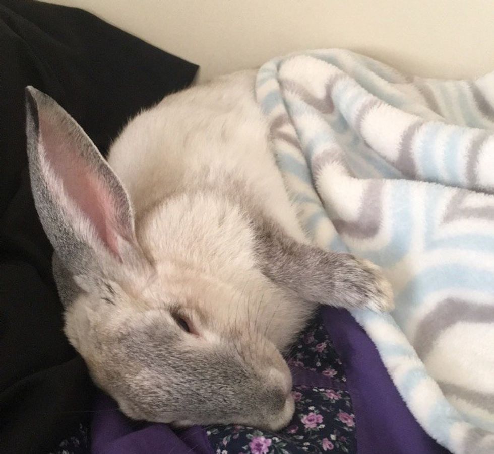12 Things I Learned From My Therapy Rabbit