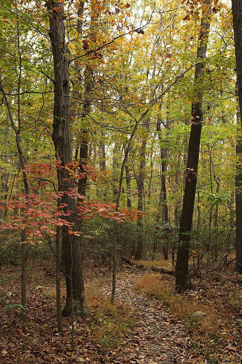 8 Things to do Around Frederick Maryland during the Fall Season.
