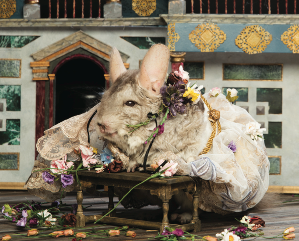 Small Rodents Take The Place Of Actors And Actresses