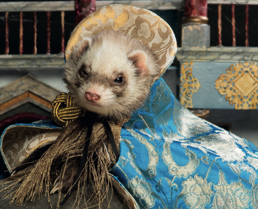 Small Rodents Take The Place Of Actors And Actresses