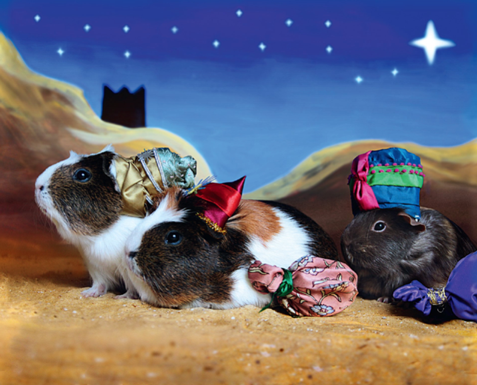 Small Rodents Take The Place Of Actors And Actresses