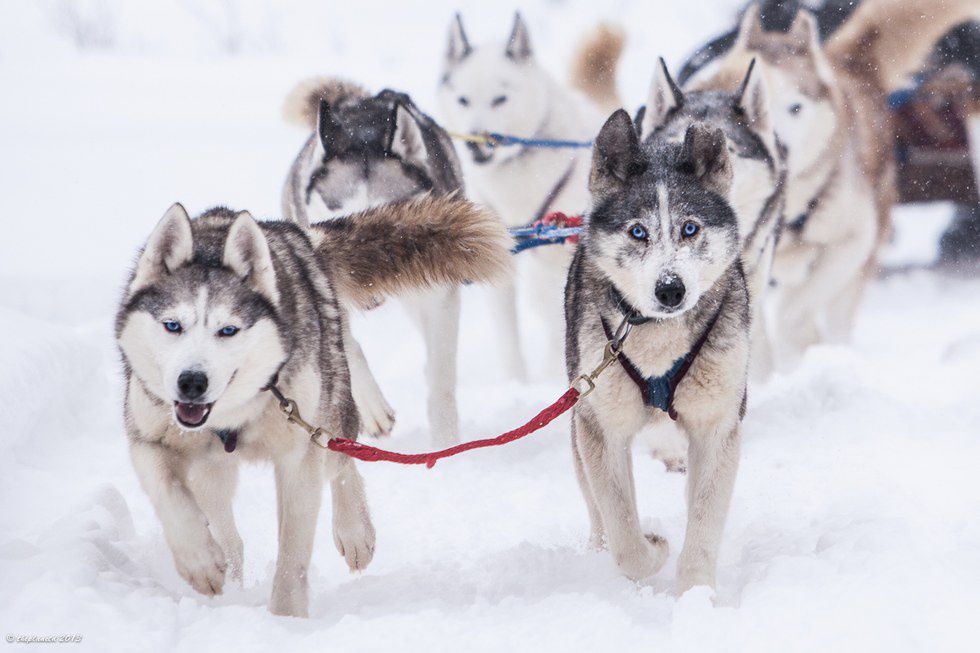5 Reasons Why Huskies Are The Breed To Beat