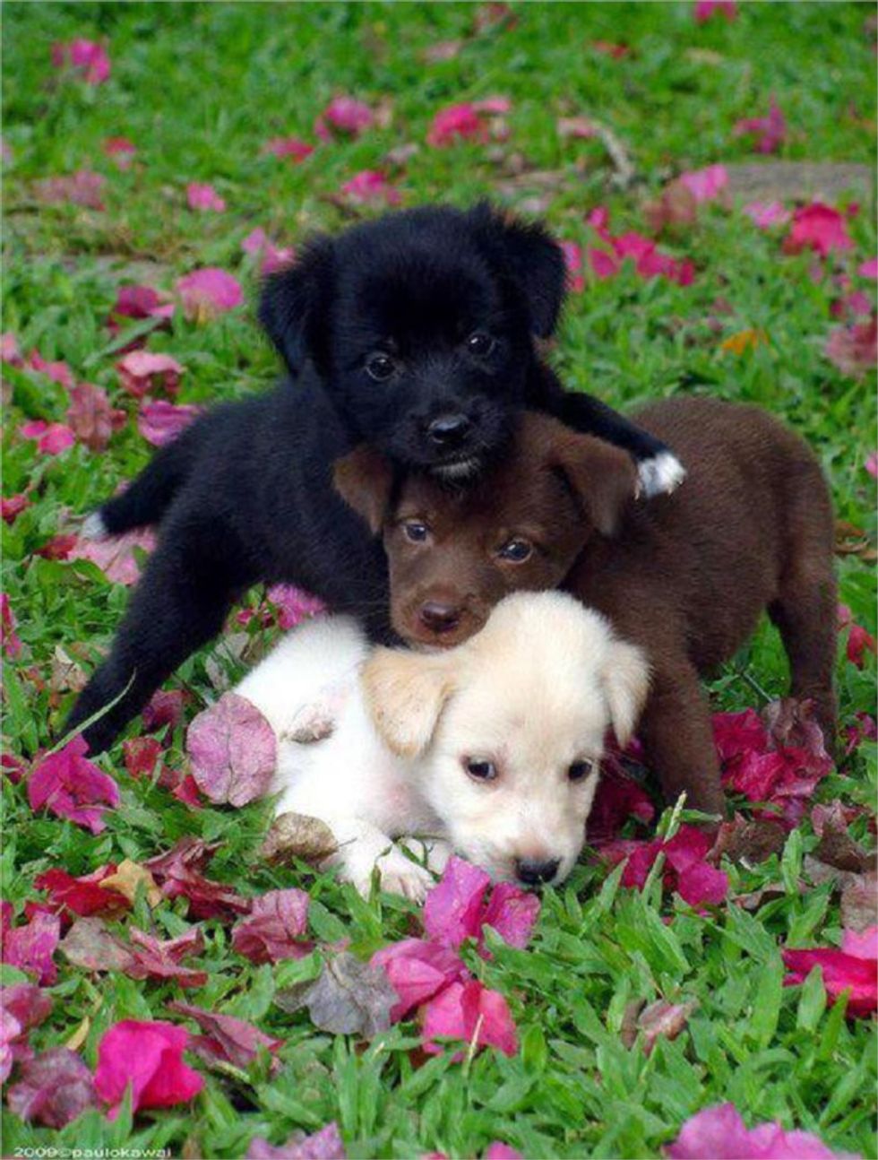 Stressed About The Election? Look At These Baby Animals!