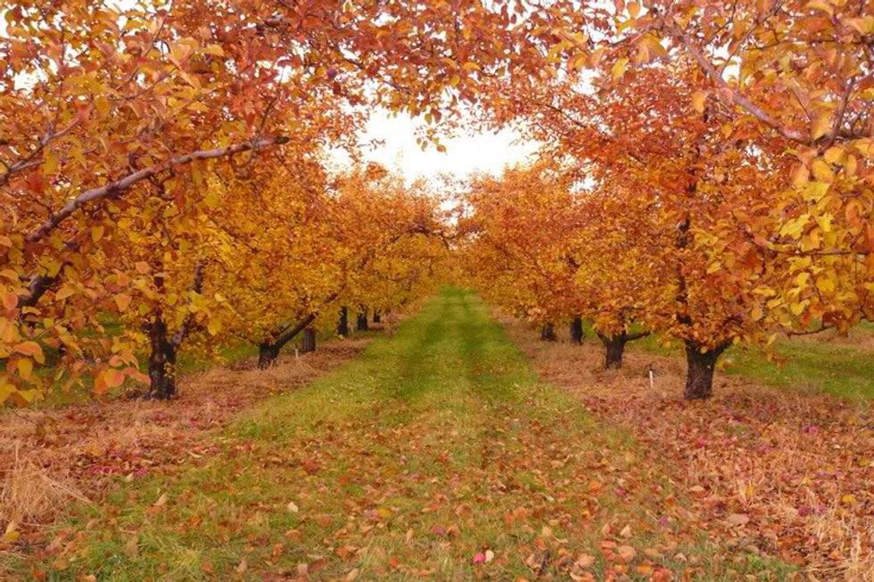 6 Reasons to Visit the Apple Orchard This Year