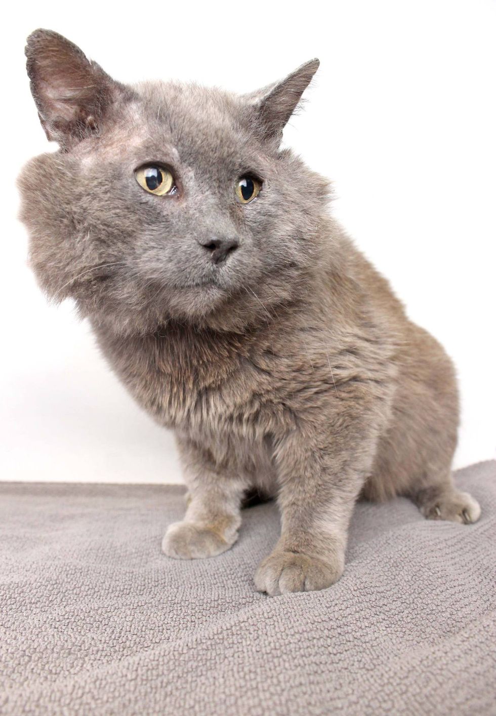 Cat with Chubby Cheeks Lets Out Loudest Purr When He Feels Loved After ...