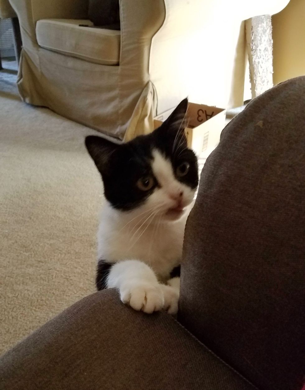 Couple Saves Frightened Feral Cat and Turns Her into Snugglebug - 8 ...