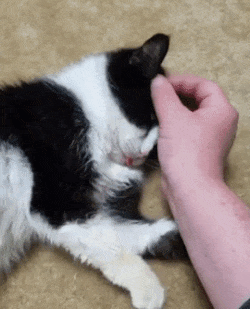 Couple Saves Frightened Feral Cat and Turns Her into Snugglebug - 8 ...