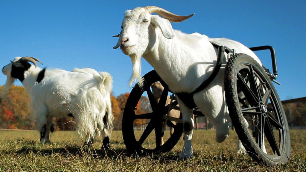 12 Cute Things To Get You Over The Post-Midterms Hump