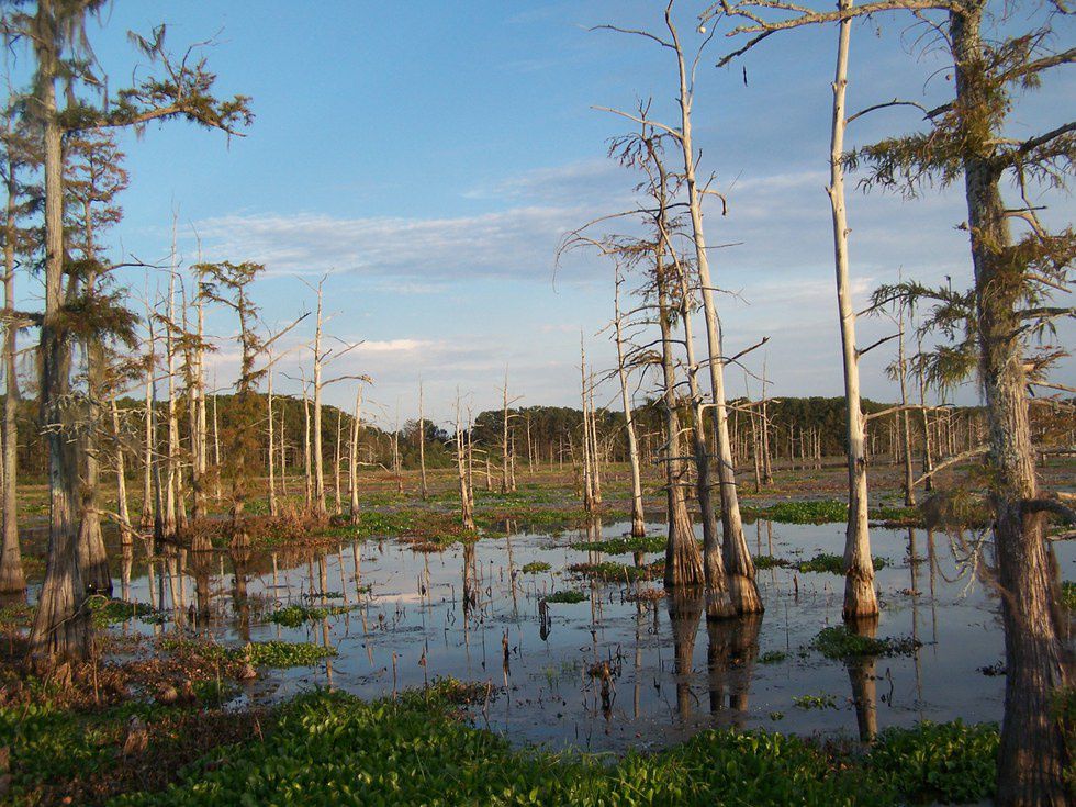 5 Must See Spots In Monroe, LA For All Nature Enthusiasts