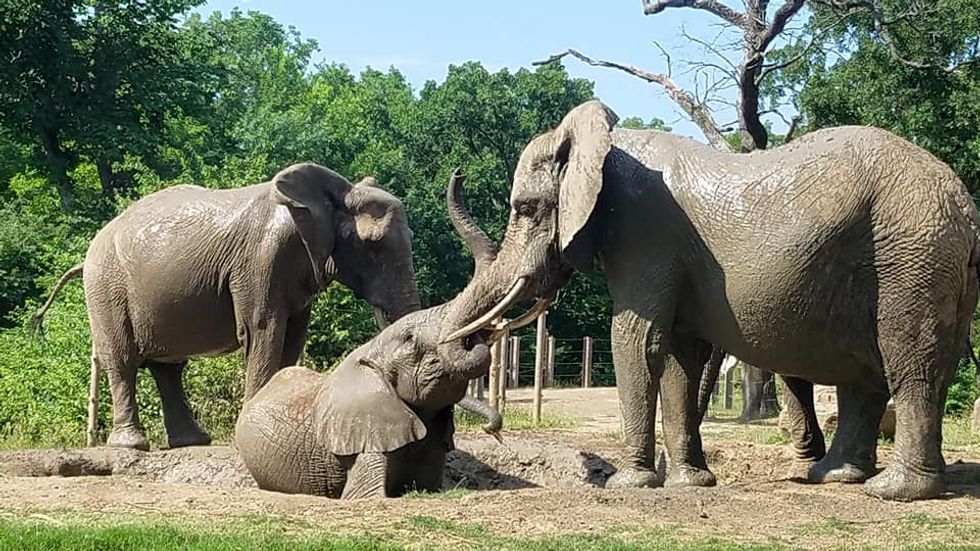 From A To Zootastic: The ABC's Of Zoos