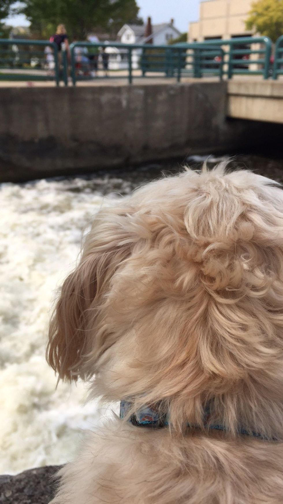 Life Lessons From Your Canine Companion(s)