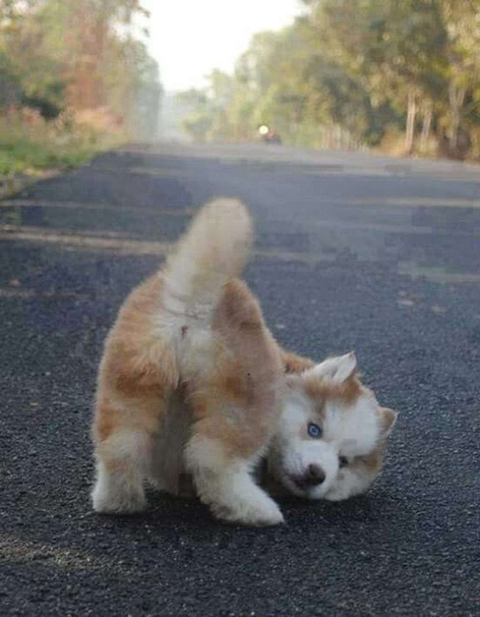 11 Puppy Butts Guaranteed To Put A Smile On Your Face