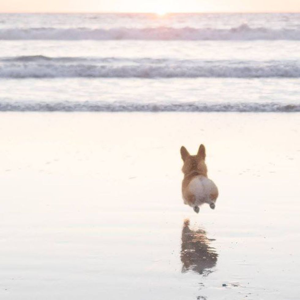 11 Puppy Butts Guaranteed To Put A Smile On Your Face