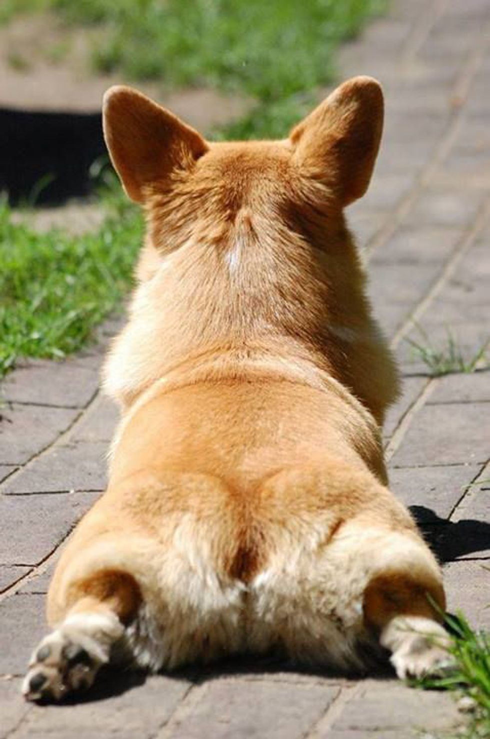 11 Puppy Butts Guaranteed To Put A Smile On Your Face