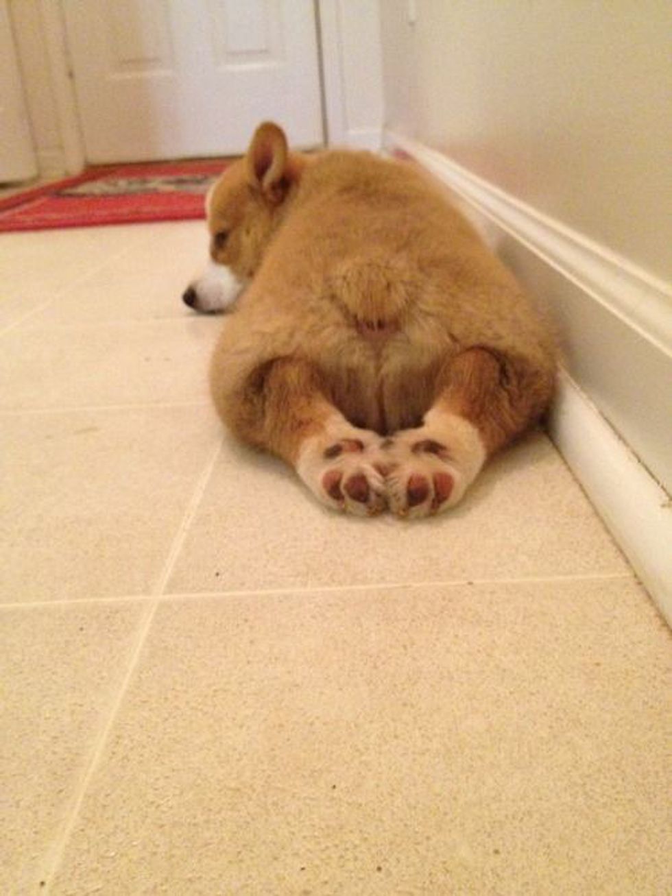 11 Puppy Butts Guaranteed To Put A Smile On Your Face