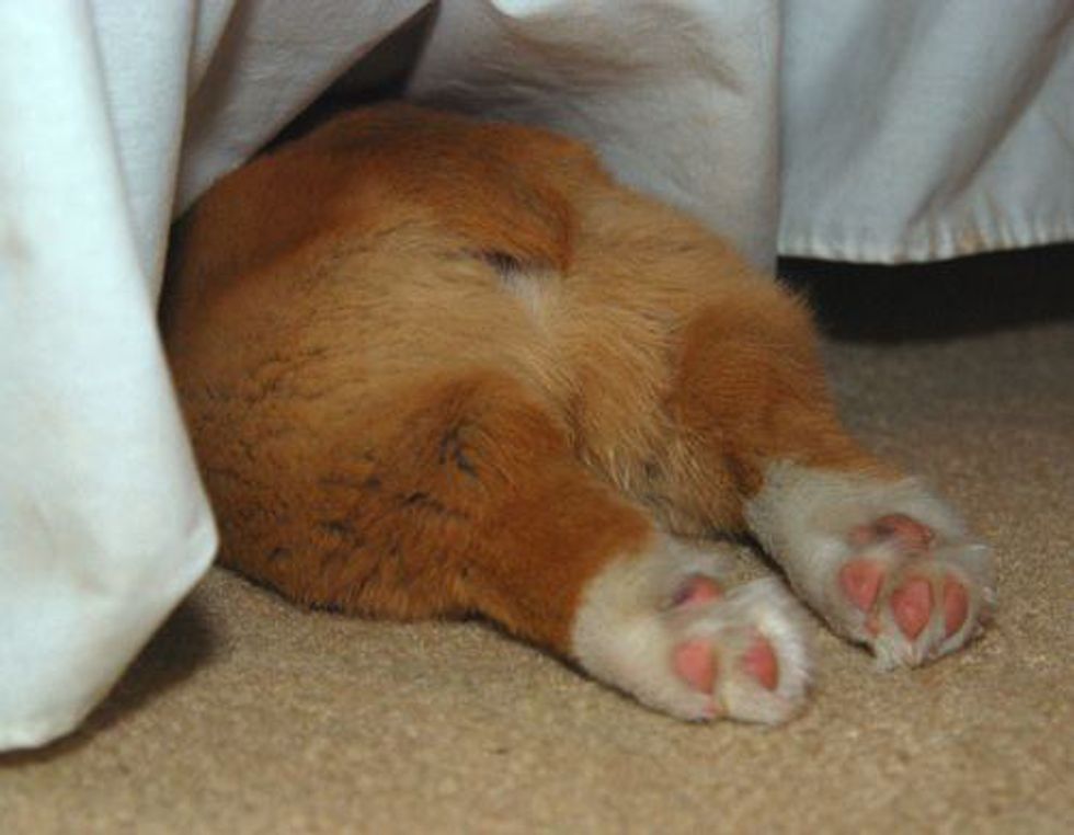 11 Puppy Butts Guaranteed To Put A Smile On Your Face