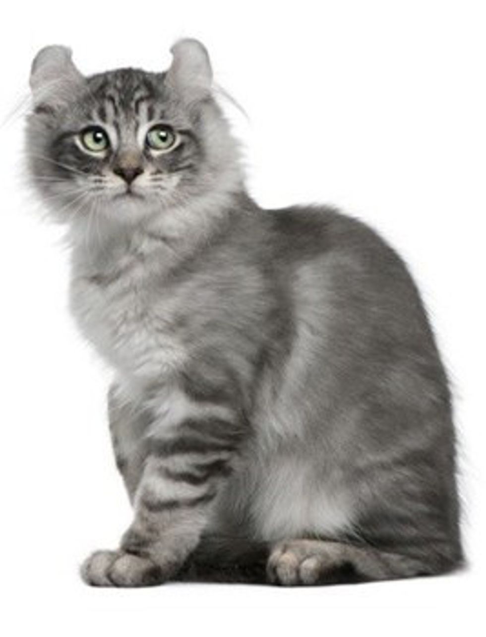 Weird Cats You Secretly Want