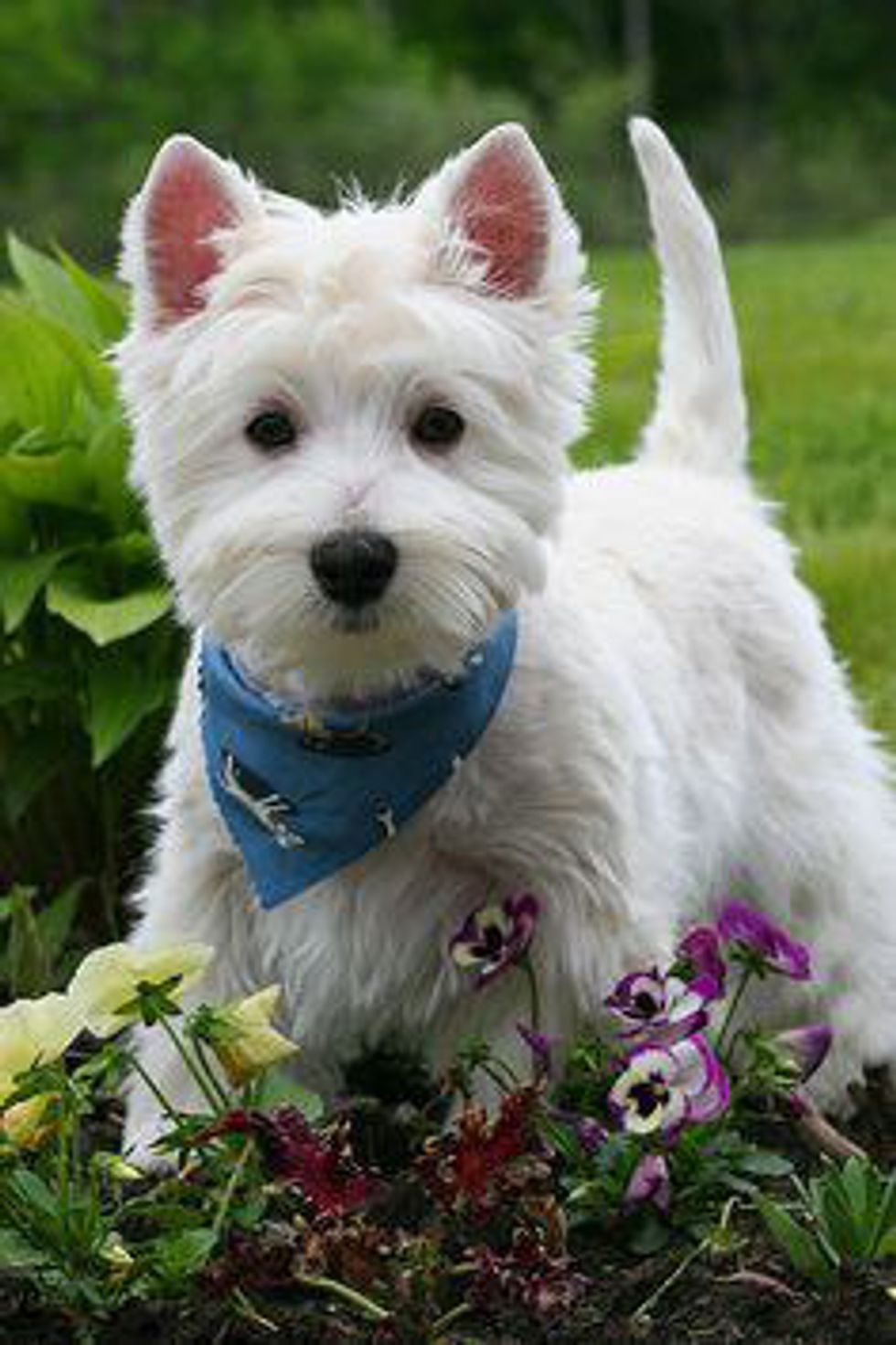 5 Hypoallergenic Dog Breeds