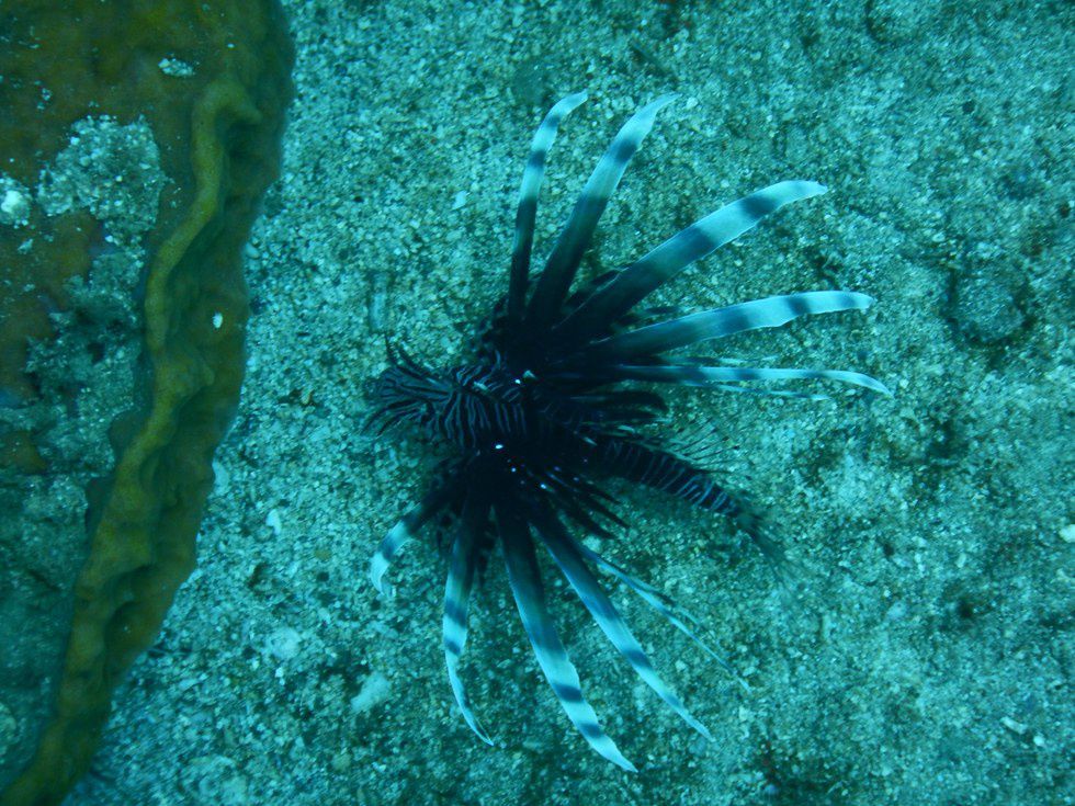 14 Photos That Show How Incredible Marine Life Is