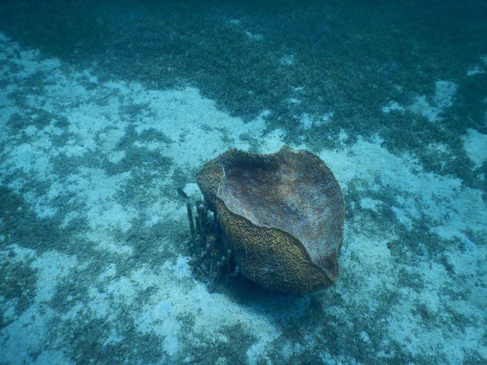 14 Photos That Show How Incredible Marine Life Is