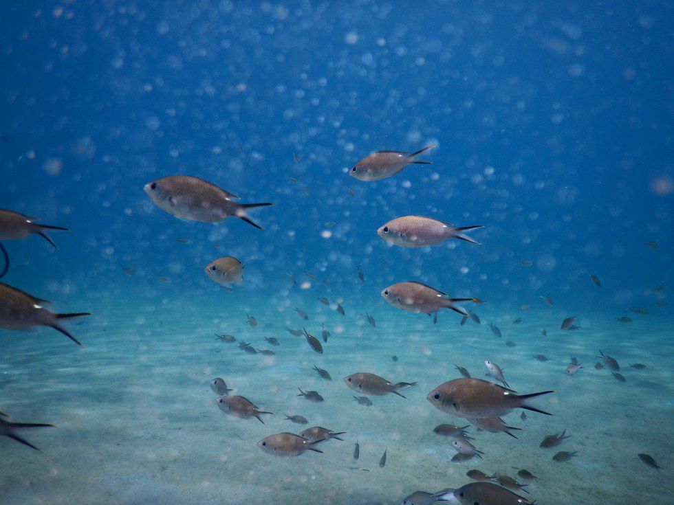 14 Photos That Show How Incredible Marine Life Is