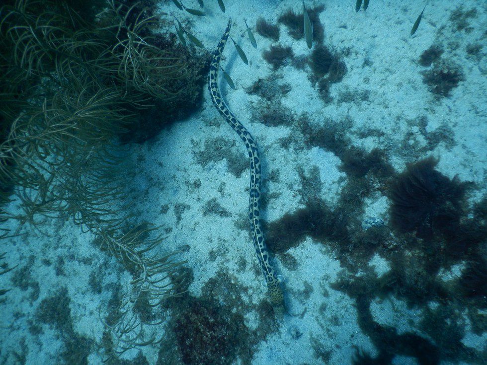 14 Photos That Show How Incredible Marine Life Is