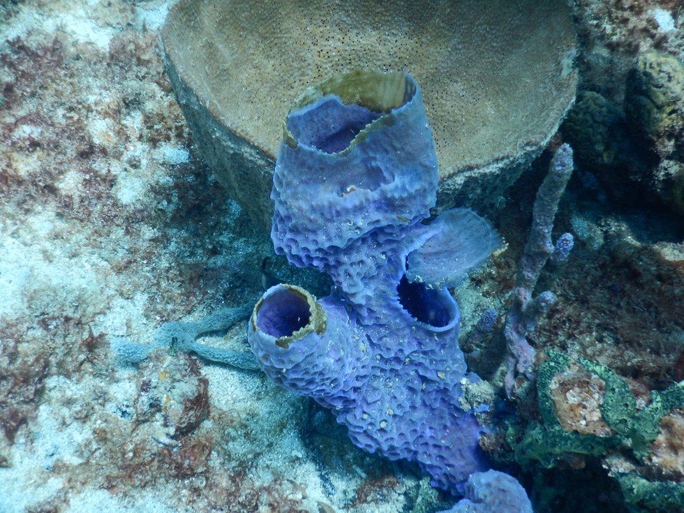 14 Photos That Show How Incredible Marine Life Is