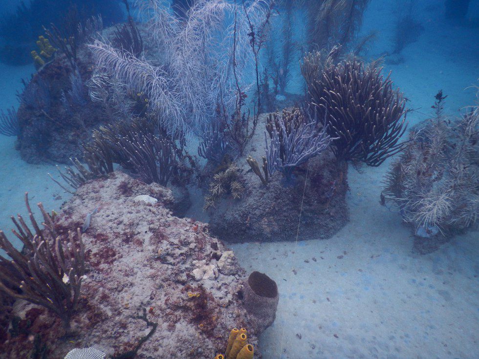 14 Photos That Show How Incredible Marine Life Is