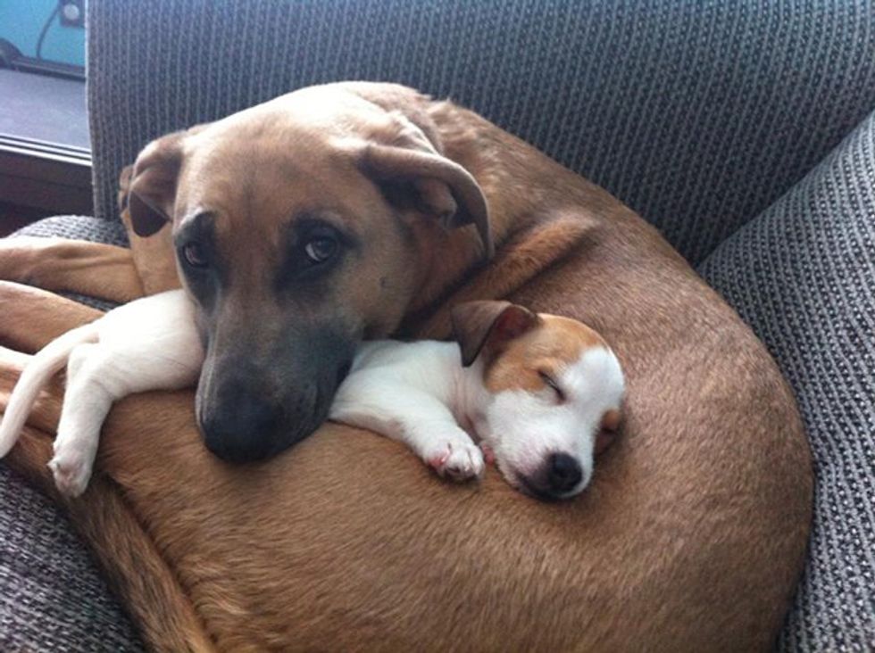 8 Reasons Having Two Dogs Is Better Than Having One