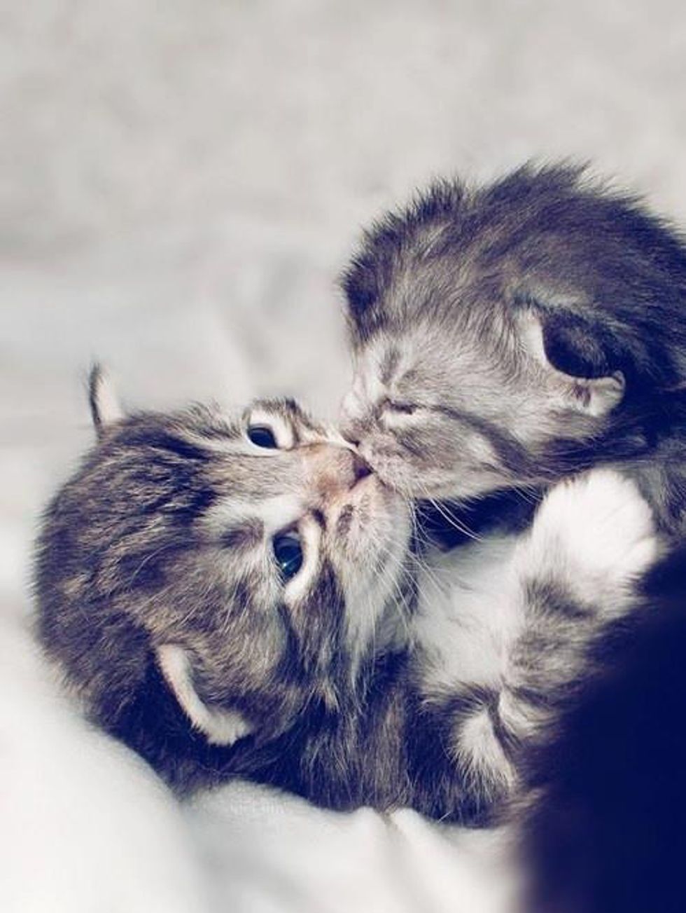 12 Baby Animals That Will Automatically Lower Your Stress Levels